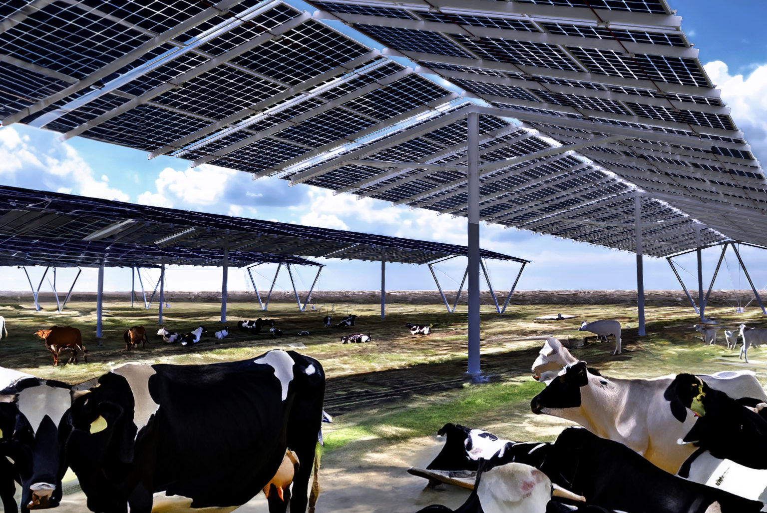 Benefits of Shade over Livestock – Conger Solar Systems